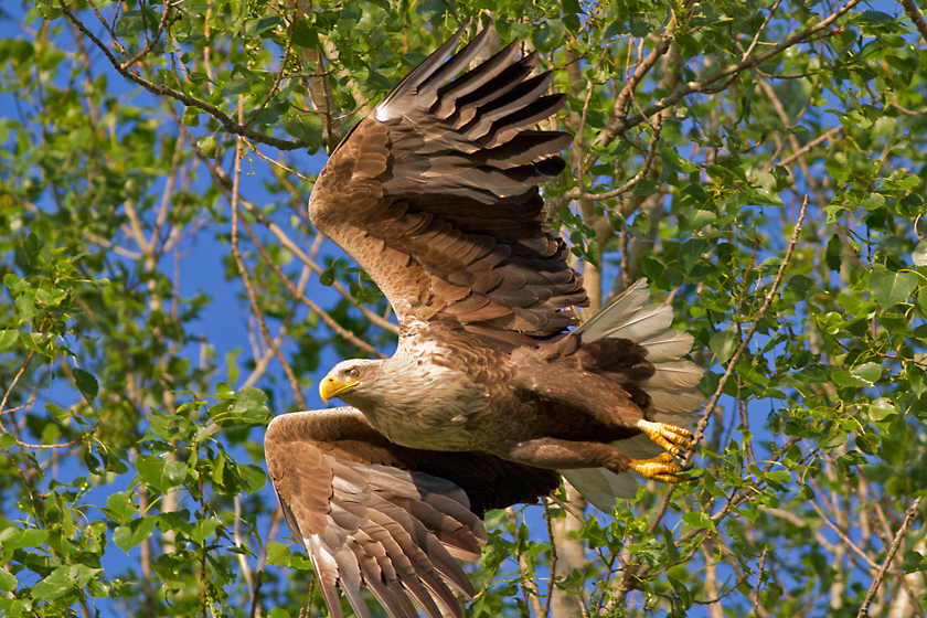 White-tailed Eagle (Haliaectus albicilla) – Danube Delta, Romania, May ...