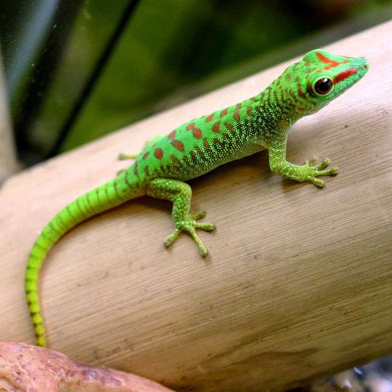 Anne's Reptile Team Blog : Giant Day Gecko's