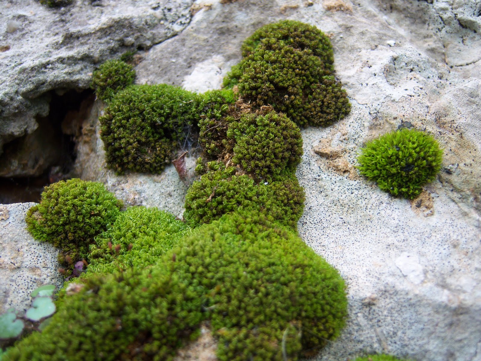 MUSGO - BOTÀNIC SERRAT