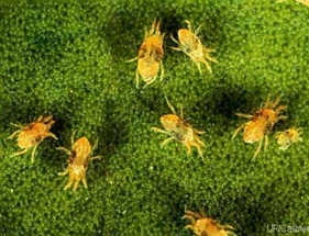 Araña roja (Tetranychus spp.)