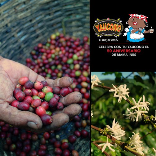 Borijangueo: ¿Te gusta el café de Puerto Rico? Pues arranca para Maricao…