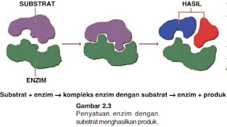 BIOLOGI SMA: Enzim