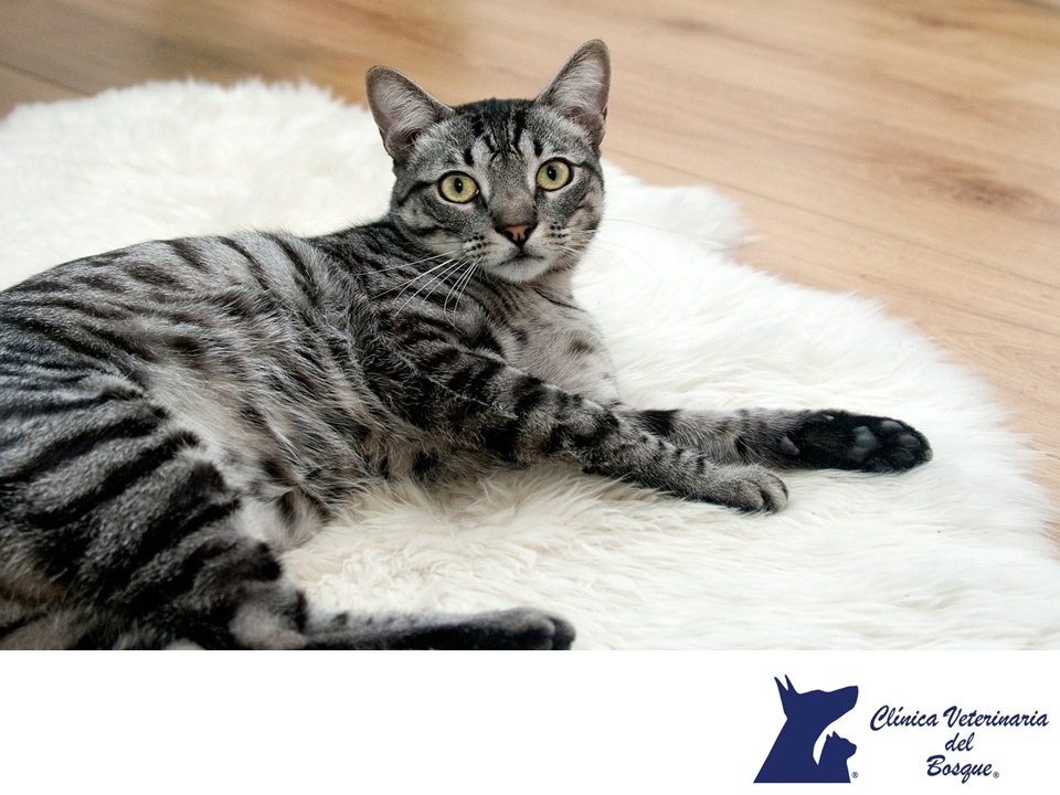 TIPS PARA MASCOTAS: ¿Cuántos años puede vivir un gato común? CLÍNICA ... TIPS PARA MASCOTAS: ¿Cuántos años puede vivir un gato común? CLÍNICA ...