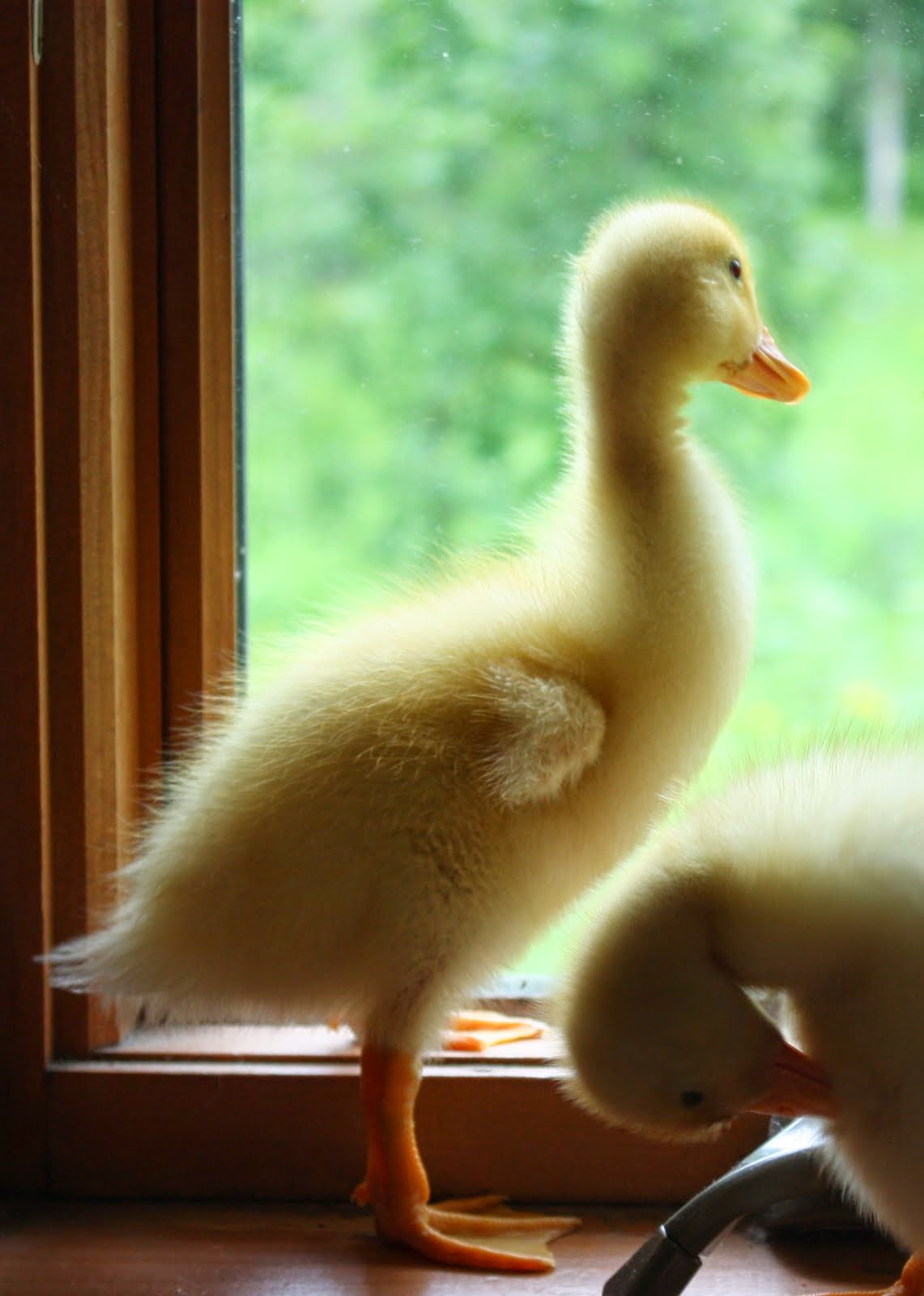 lil fish studios: how much is that ducky in the window?