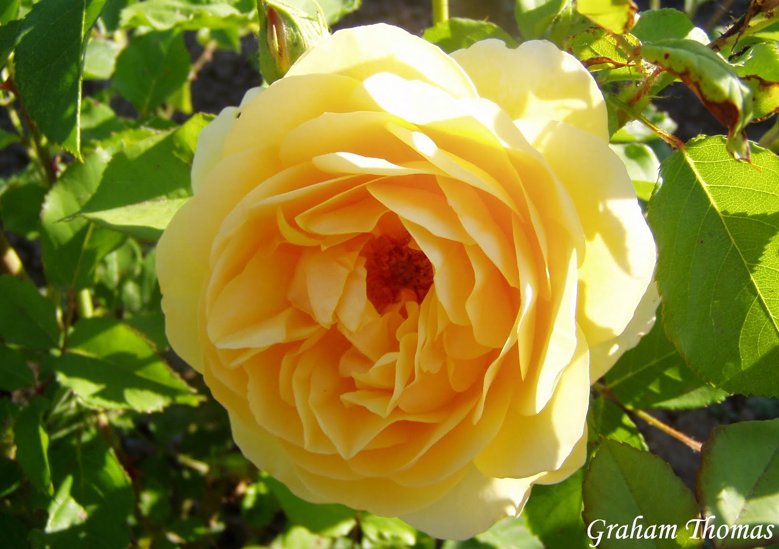 Eszterkertje: GRAHAM THOMAS ANGOL RÓZSA