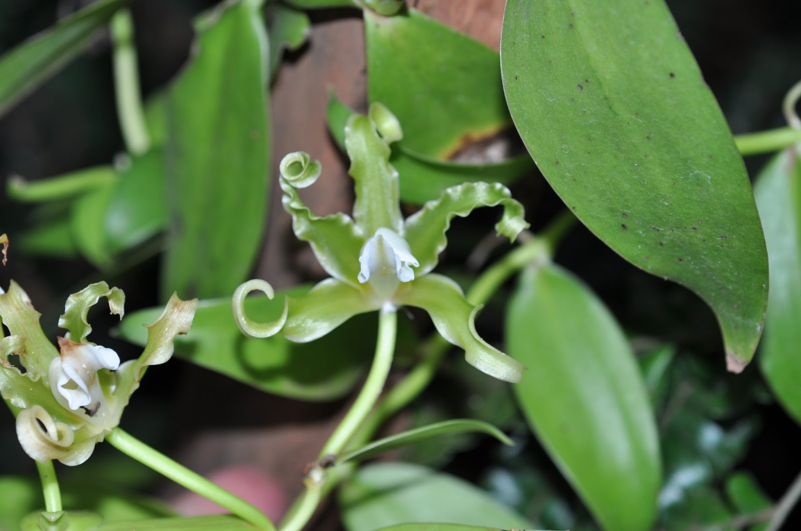 HOA PHONG LAN VIỆT-VIETNAM ORCHIDS: Vanilla (genus)