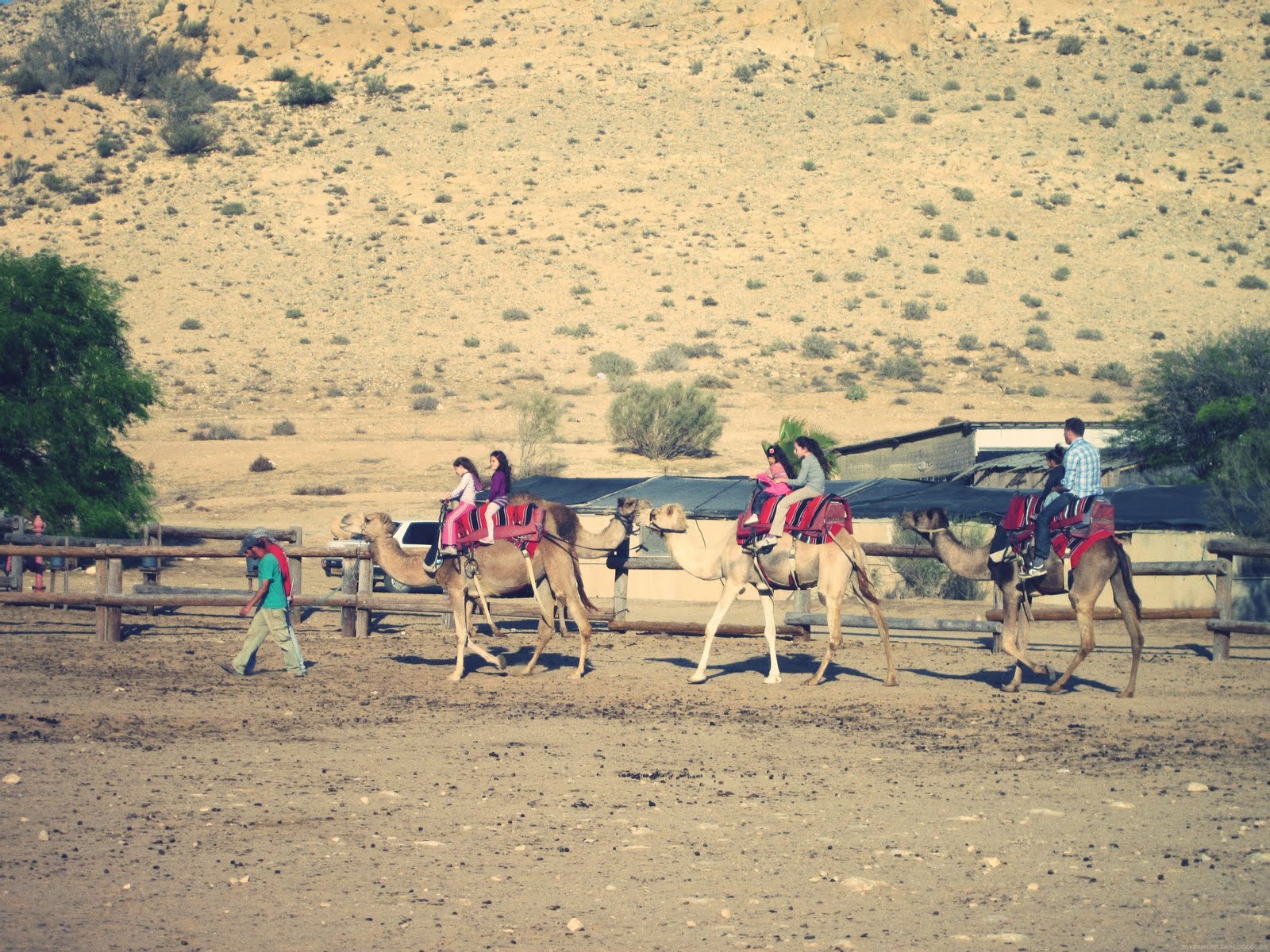 Pantoffi: Camel riding in negev camel ranch