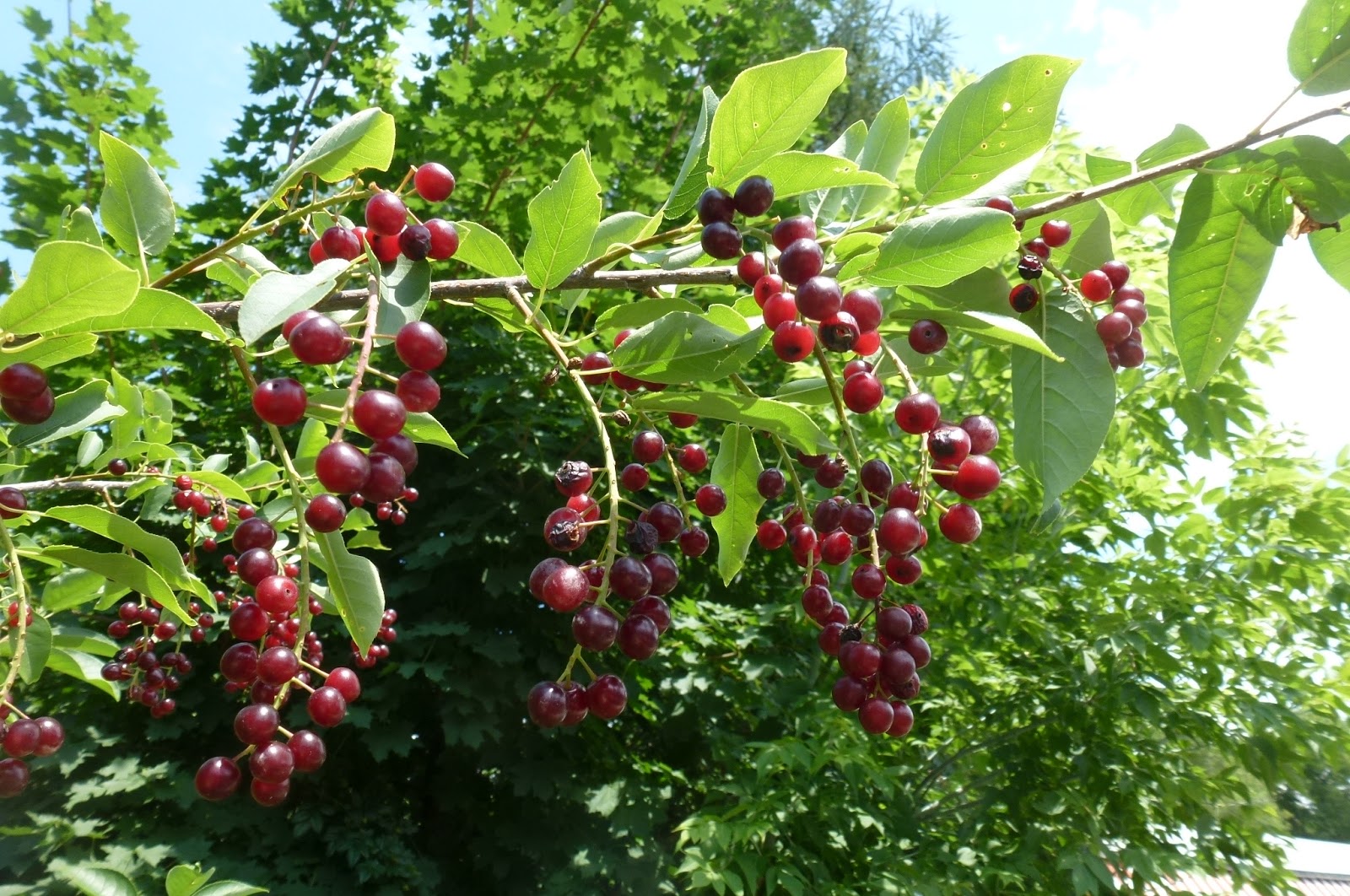 Little City Farm: Local Super Food - Chokecherries!