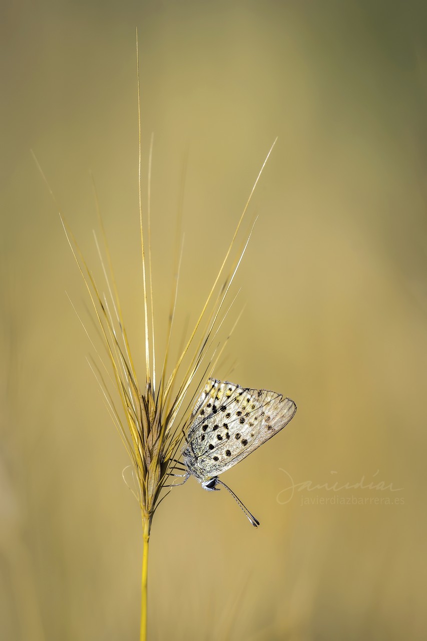 Bichos y plantas de León: Lycaena tityrus