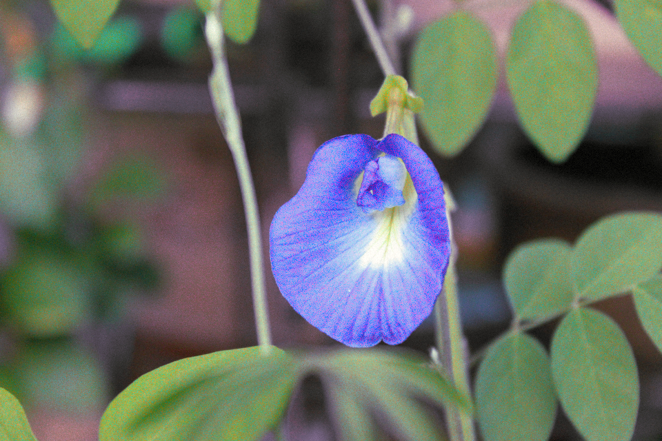 In Photos #1 Gotu Kola
