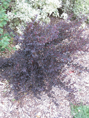 Rotary Botanical Gardens - Hort Blog: Nifty Ninebarks