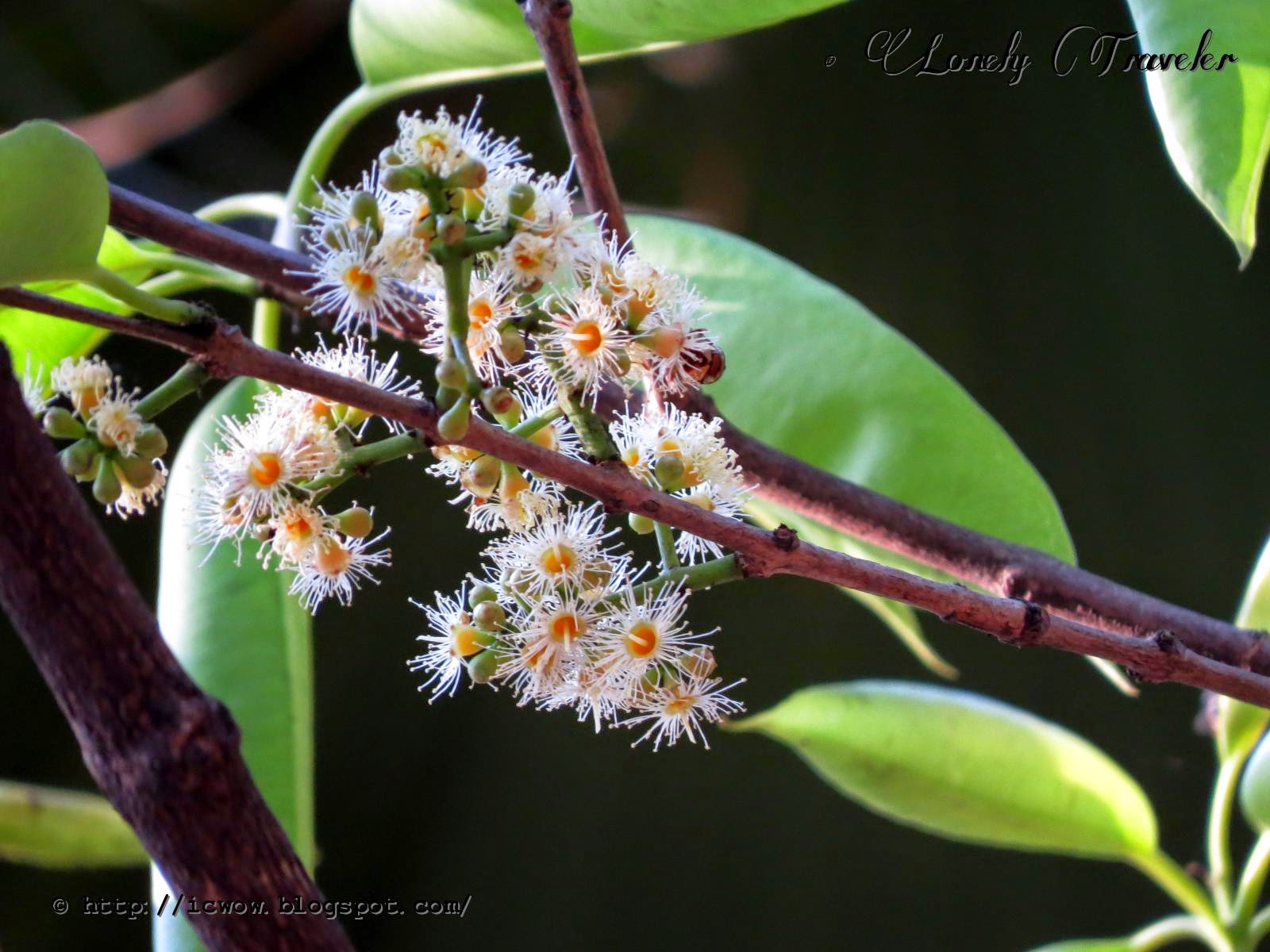 Jam ful (জাম ফুল) - Syzygium cumini
