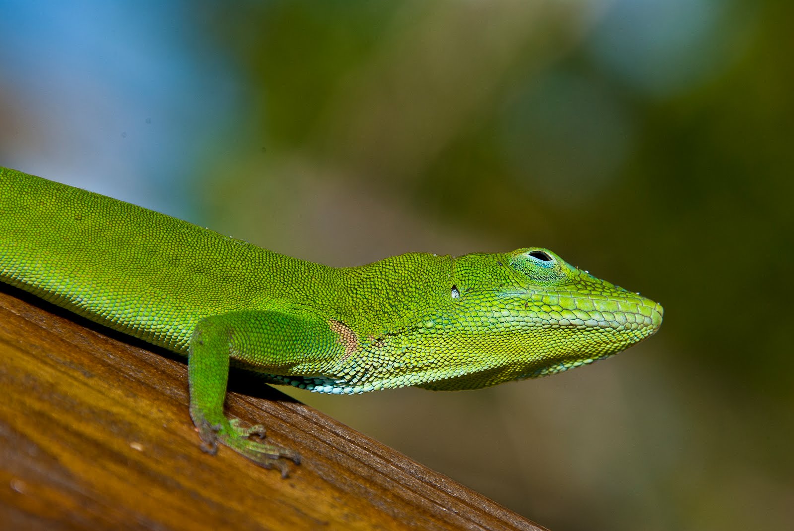 Visto al Pasar: Anole verde de la Hispaniola
