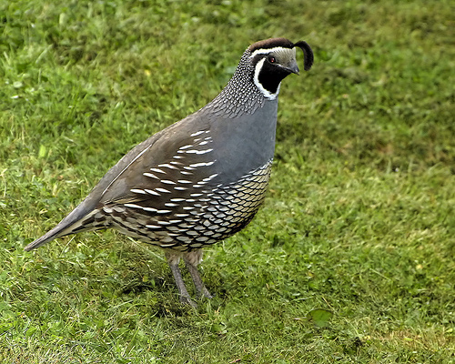 List of all birds with all information, pictures and videos: California ...