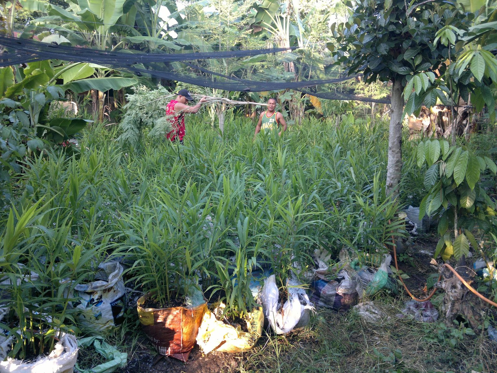Organic Farming System: Philippines: Is it ready for Organic Farming?