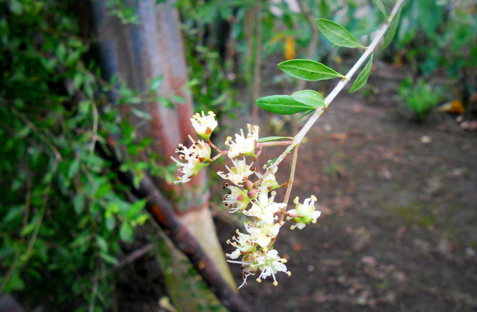 Bunga Desa Pelbagai Warna & Rupa - Relaks Minda