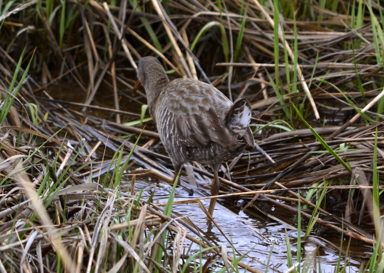 Woods Walks and Wildlife: May 2014