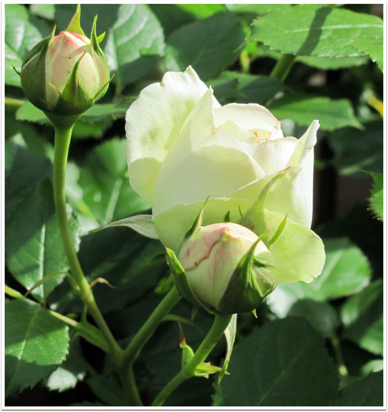 A Tranquil Townhouse: soul food friday ~ being in the garden