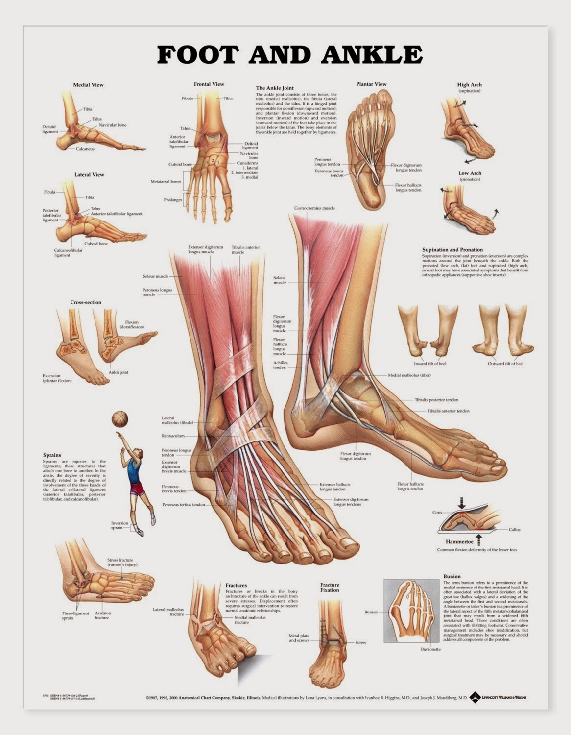 Ankle+Anatomy+Muscles.jpg 1,166×1,500 pixels | Anatomía del tobillo ...