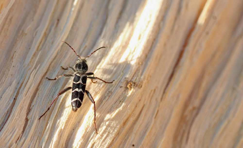 MObugs: Banded Ash Borer