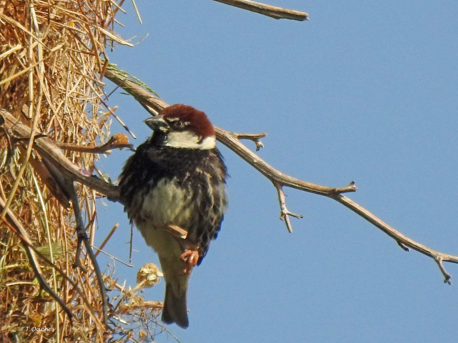PASARI DIN ROMANIA: VRABIE NEGRICIOASA, Passer hispaniolensis
