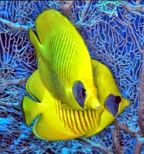 BUTTERFLYFISH photos - wallpapers | the fun bank