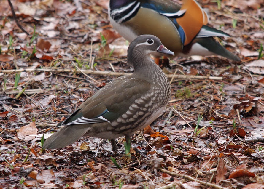 BIRDING - Kyoto, Kansai and Japan: dabbling ducks