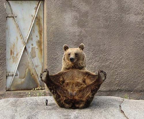 Funny Brown Bears New Photos/Pictures 2012 | Funny Animals