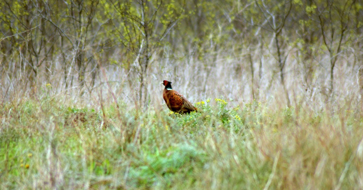 Frumusetile naturii: Fazanul (Phasianus colchicus)