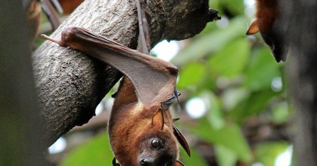 Prepare now for flying fox migration