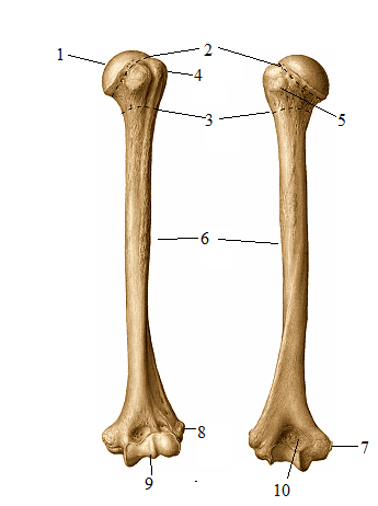 FISIOTERAPIA: HUESOS