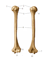 FISIOTERAPIA: HUESOS