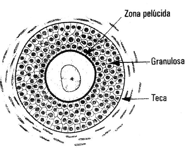 Opiniones de Teca (embriología)