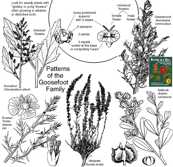 PLANT FAMILIES OF PUERTO RICO AND FLORIDA PAPO VIVES: Amaranthaceae ...