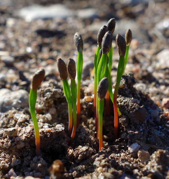 Plant Life: Germination and Seedling Development