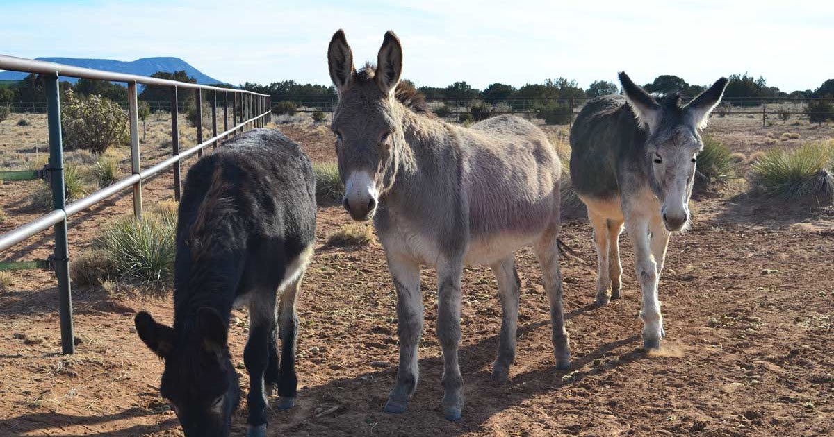 The 7MSN Ranch: Highlights from The Super Burro Bowl