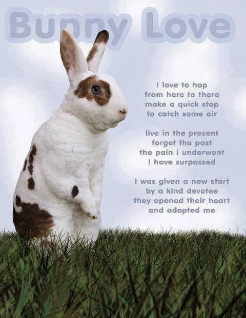 Bunny Rabbit Quotes. QuotesGram