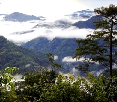 Bosque Mesófilo de Montaña: Bosque Mesófilo de Montaña