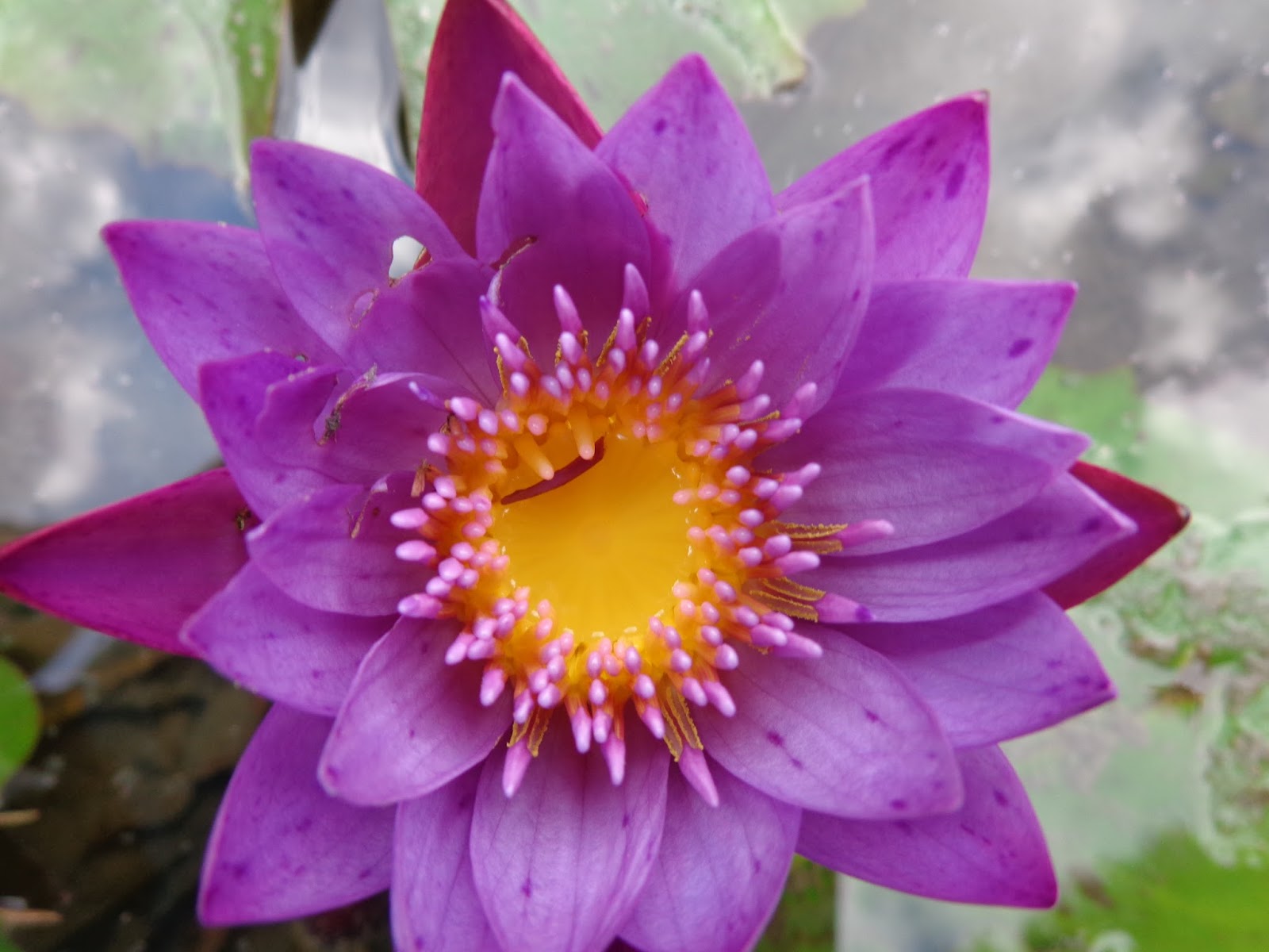 Jardim Botânico: Flor de Lótus