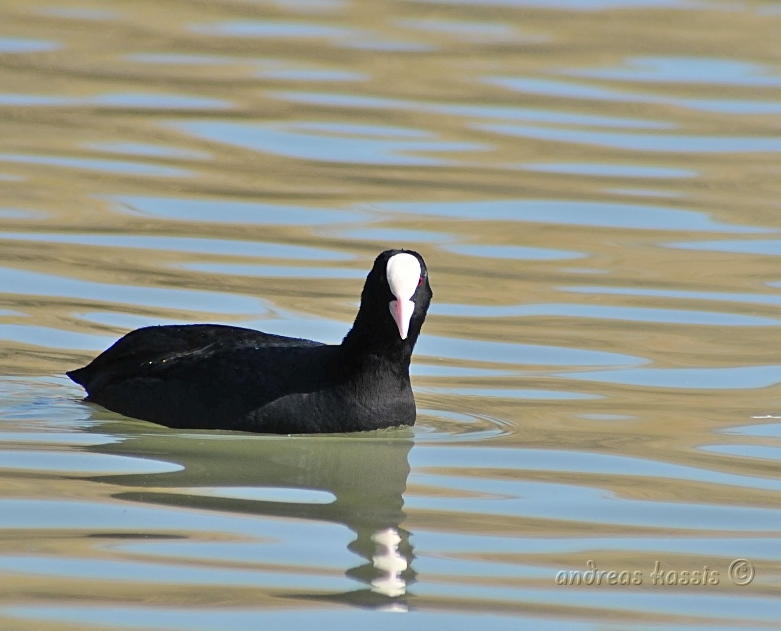 NATURAL WORLD : Fulica atra-Φαλαρίδα-Eurasian coot