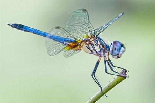 Sandra Graves / Isis Rising: Dragonflies - Beautiful and Ancient