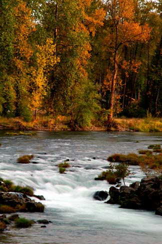 Offical Blog of Debbie Peterson: Why the Trees Shed Their Leaves...