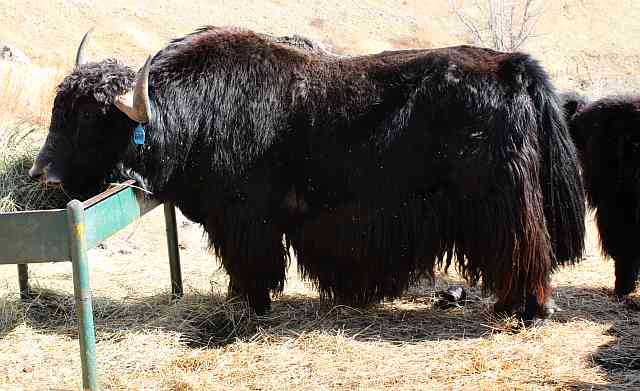 Easy Living the Hard Way: Yacking About Yaks