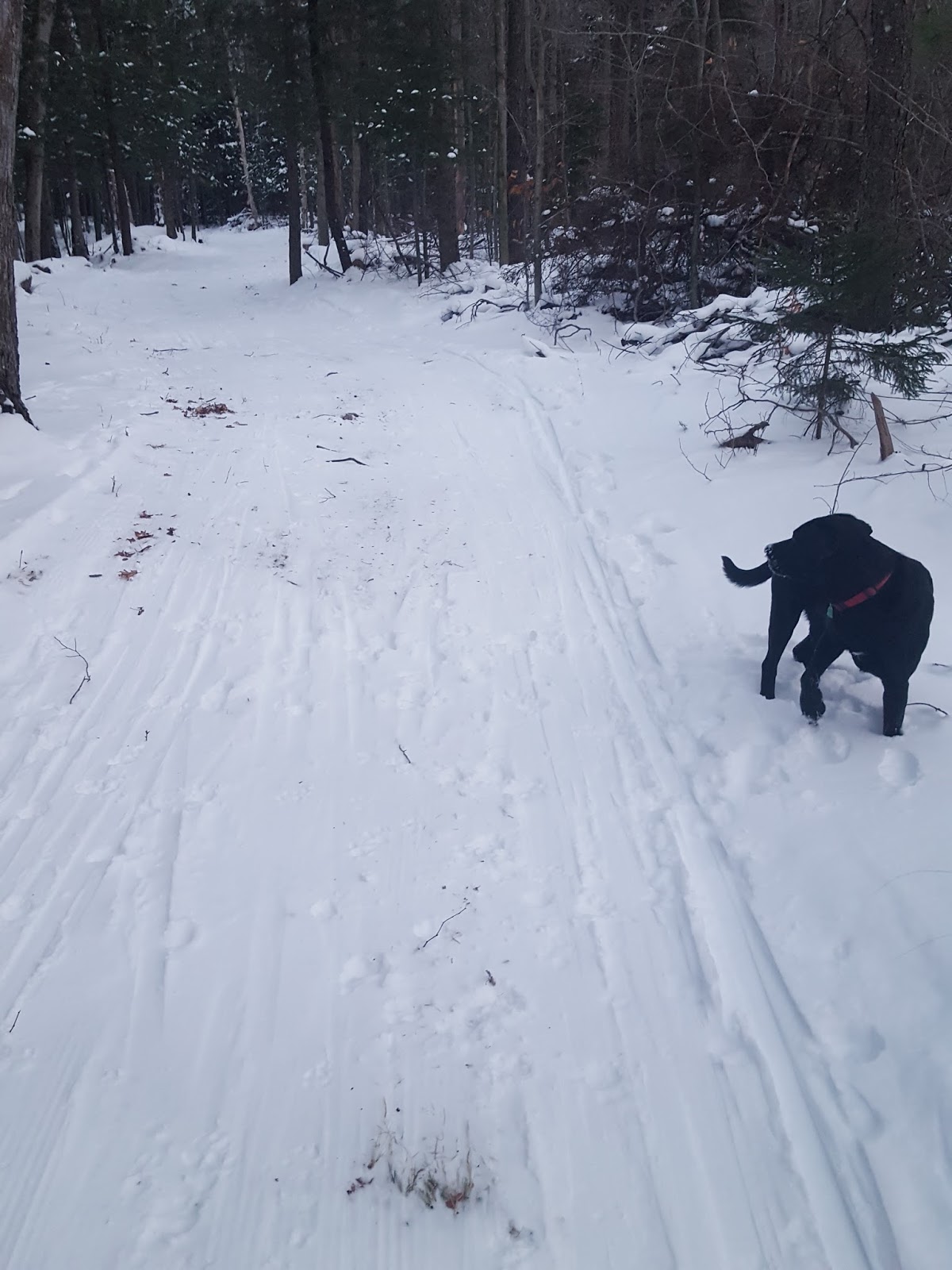 Skiing and Snowshoeing at the Tupper Lake Country Club to Big Tupper ...