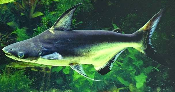 CARA BUDIDAYA IKAN HIU ~ Animalia World