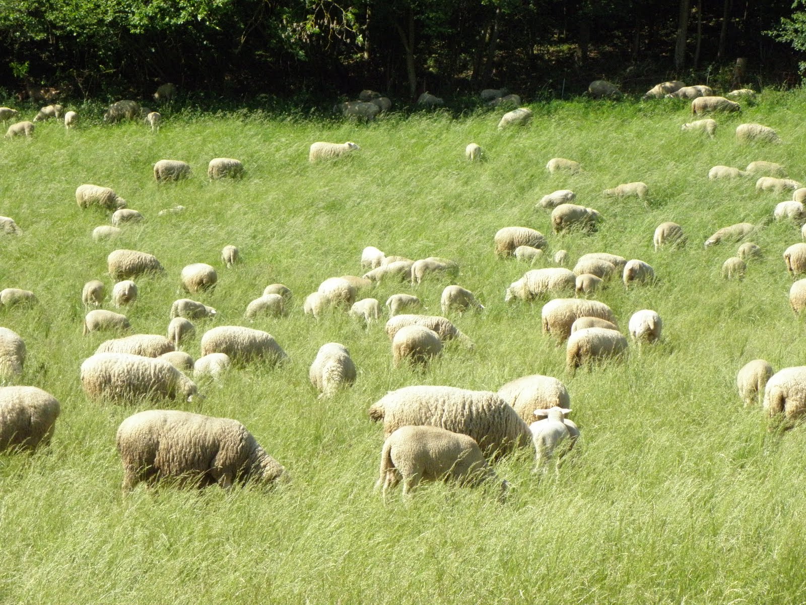 The Travels of Garmisch: Cycling in the Tauber River Valley