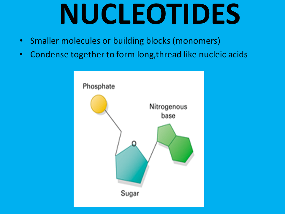 Grade 12: SEMESTER 2 - Chapter 1 - NUCLEIC ACIDS & PROTEIN SYNTHESIS