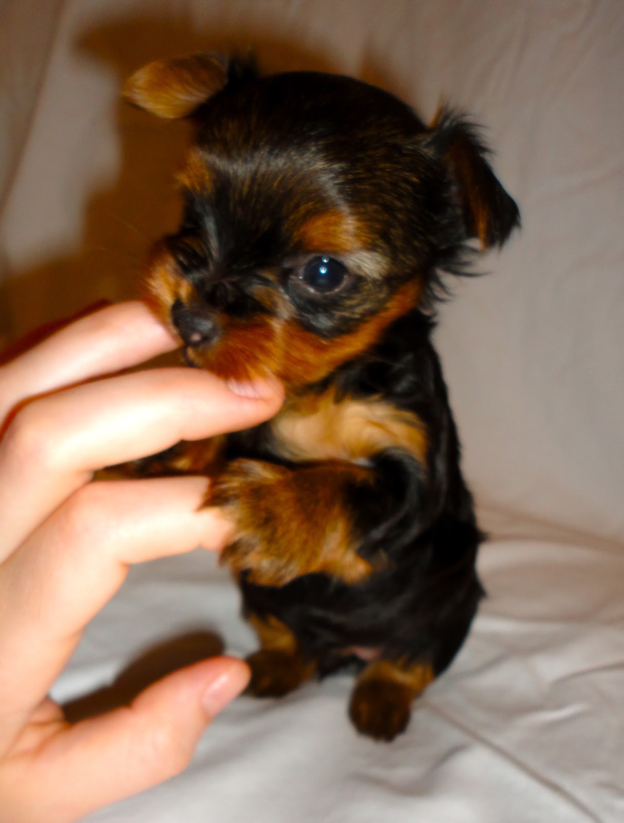 Courtney's AKC Yorkies: Puppies 4 Weeks Old