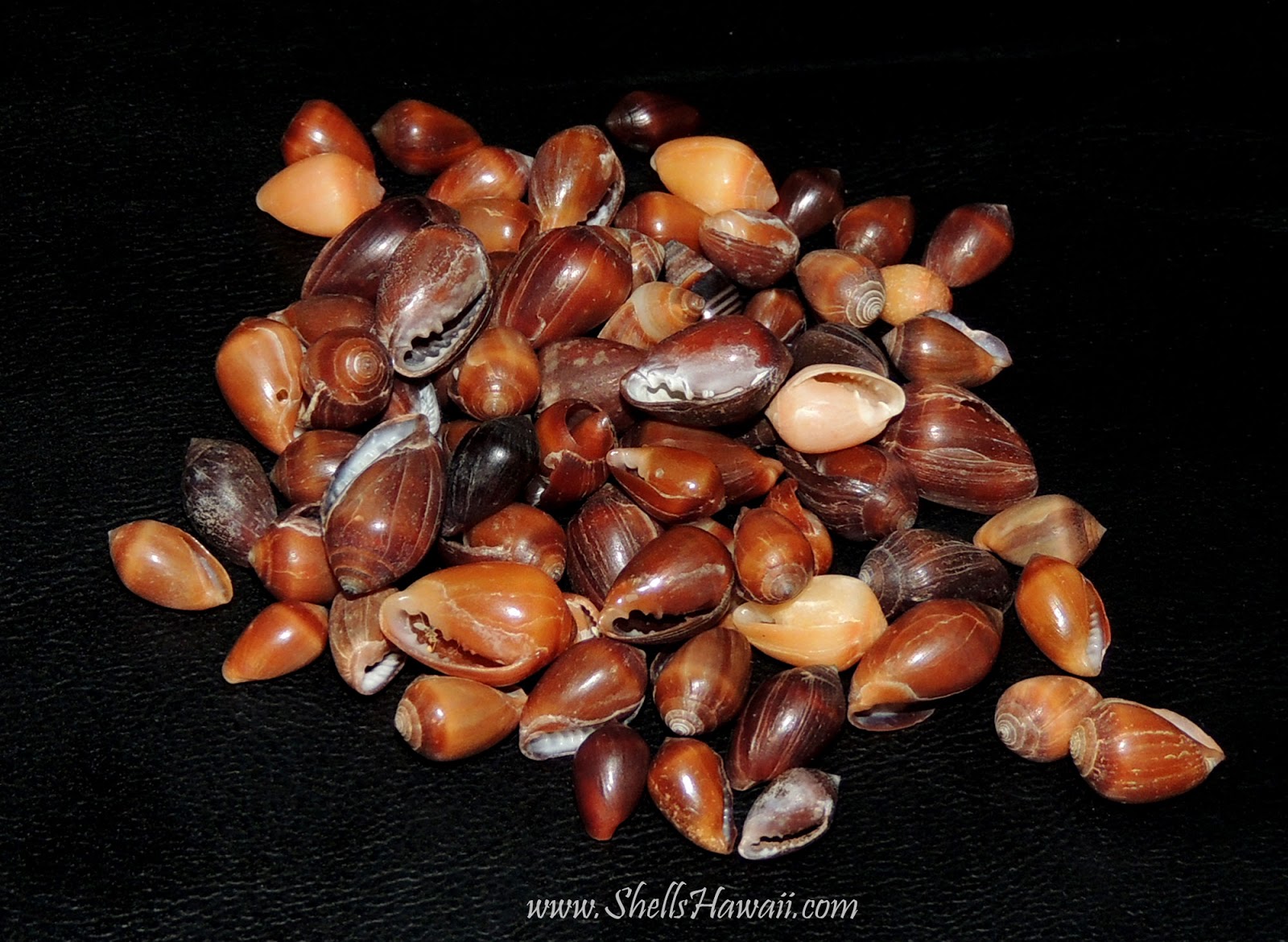 ShellsHawaii ...by Janjira: Hawaiian Sea shells