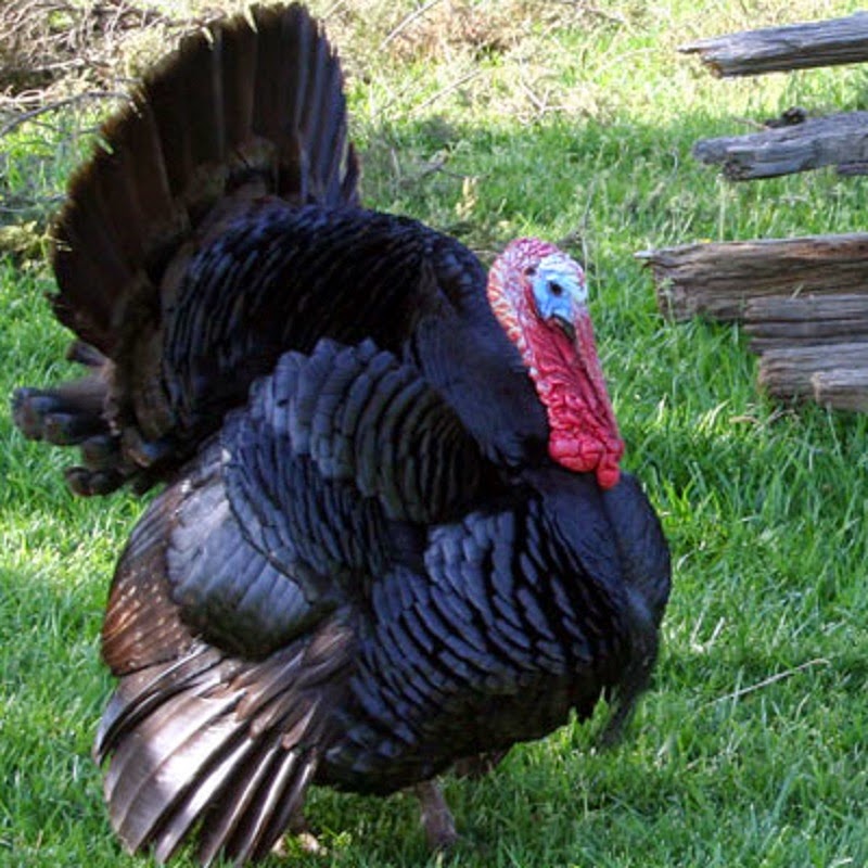 Venta y envío de Pollos y Gallinas de raza